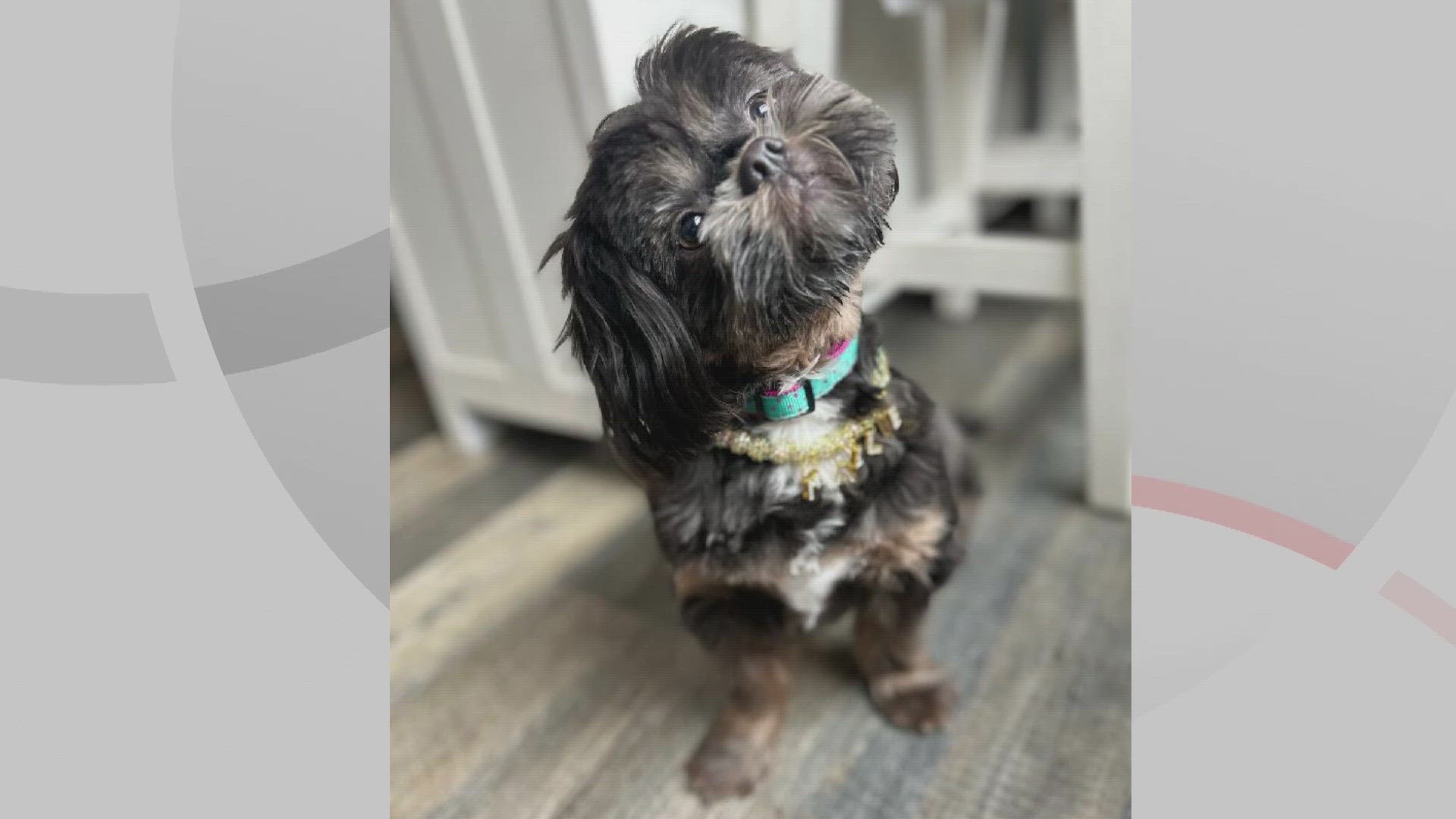 Doggone Weather: Mallie | wkyc.com