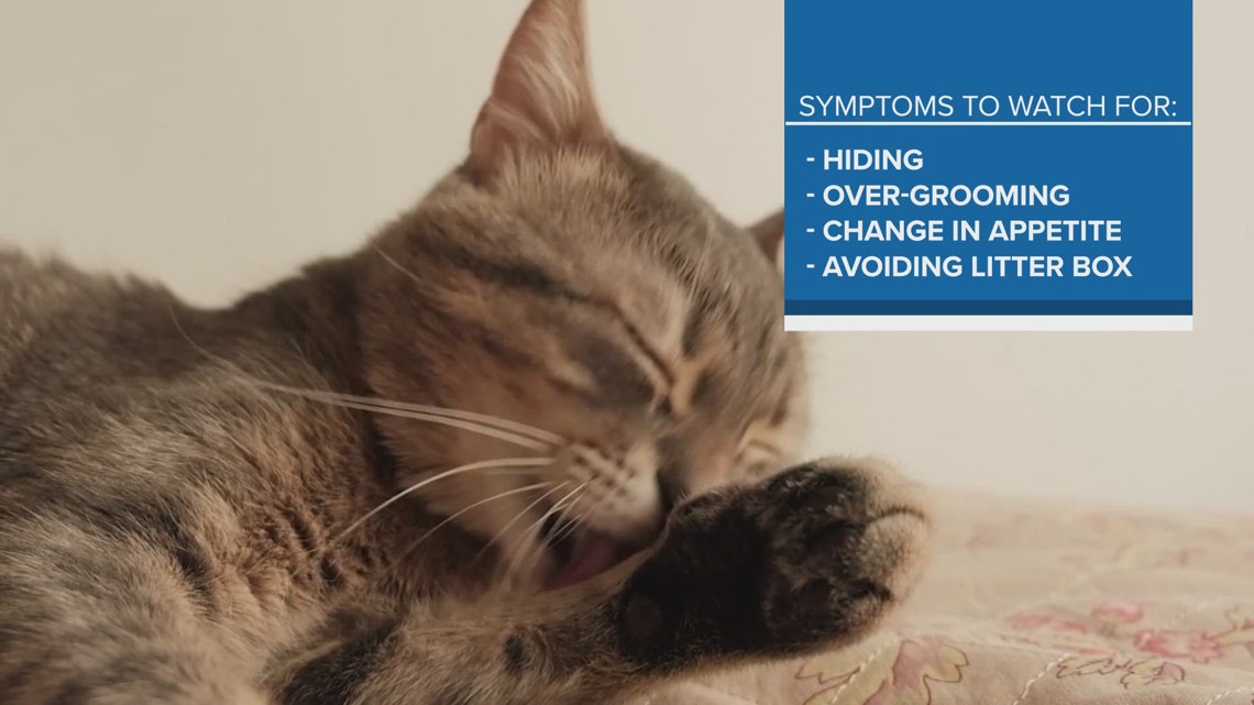 When your pet's behavior could be a cry for help: Ready Pet GO! | wkyc.com