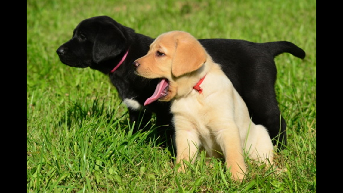 3News Elyria Friendship APL puppy cam livestream | wkyc.com
