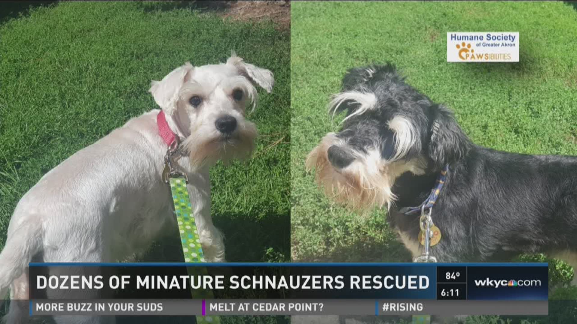 Dozens of miniature schnauzers rescued | wkyc.com