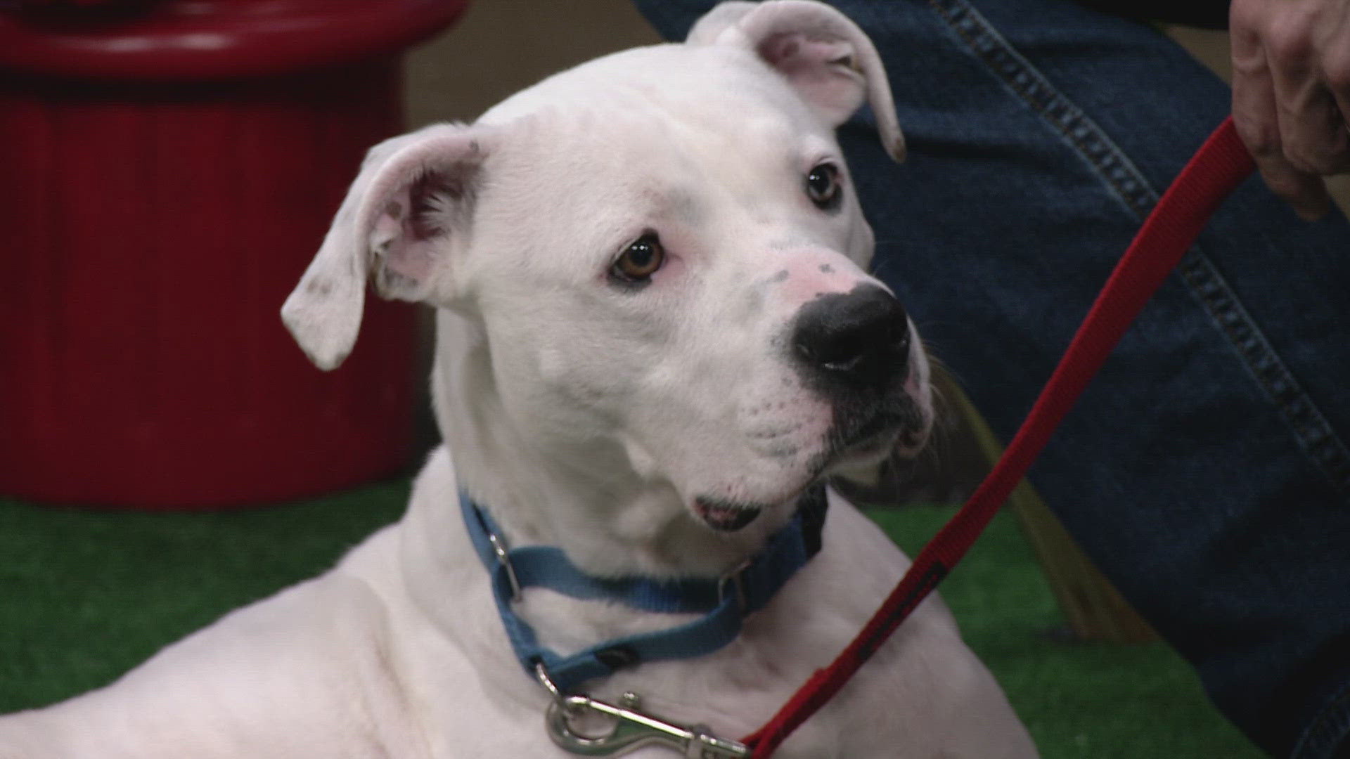 Clear the Shelters: A visit from Rescue Village | wkyc.com