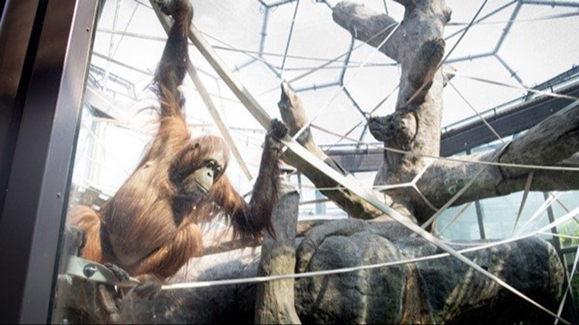 When is the RainForest reopening at Cleveland Zoo? | wkyc.com