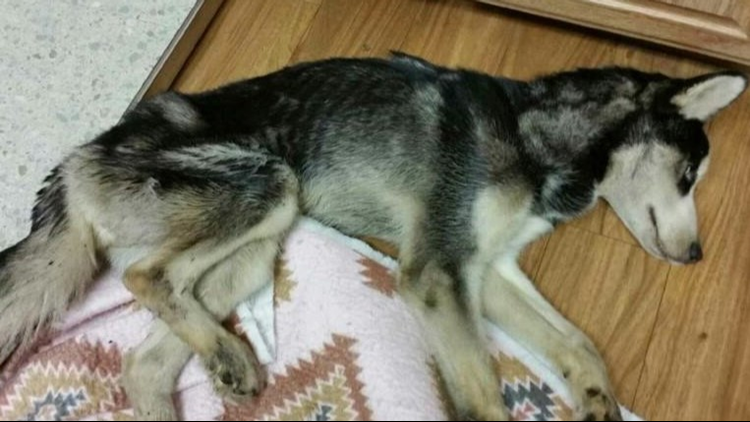 Husky found starving, near death in Portage County | wkyc.com