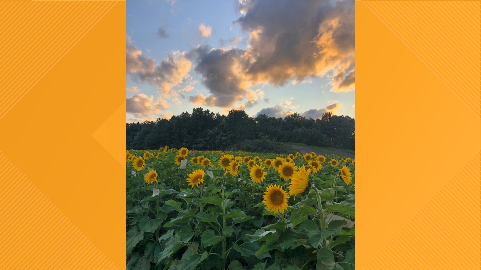 Maria's Field of Hope featured on 'The Today Show' | wkyc.com