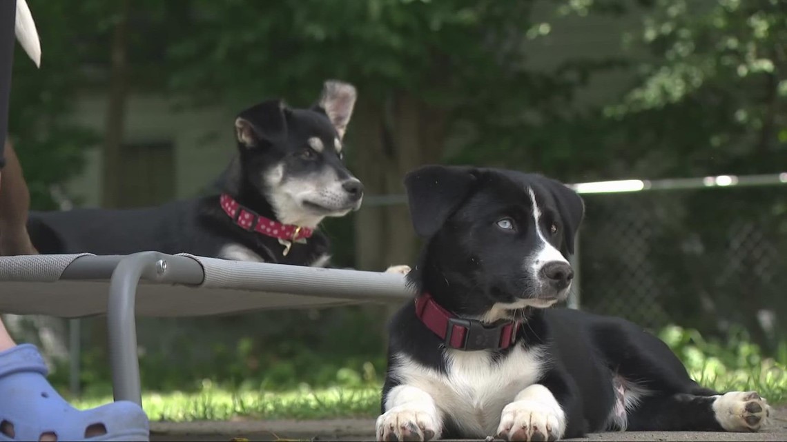 Fostering animals in Northeast Ohio: Ready Pet GO! | wkyc.com