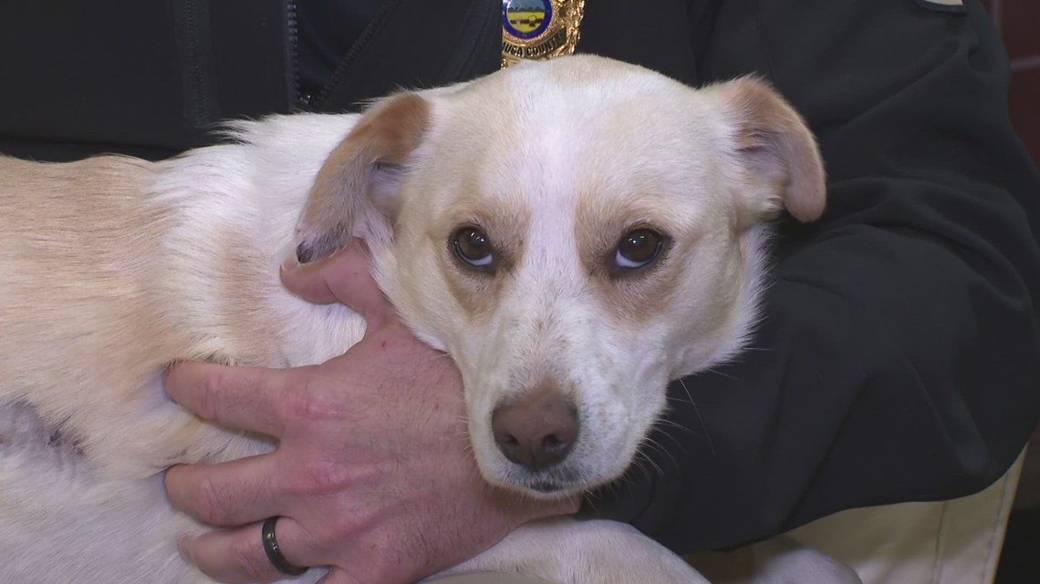 Search for person who shot dog with shotgun in Geauga County | wkyc.com