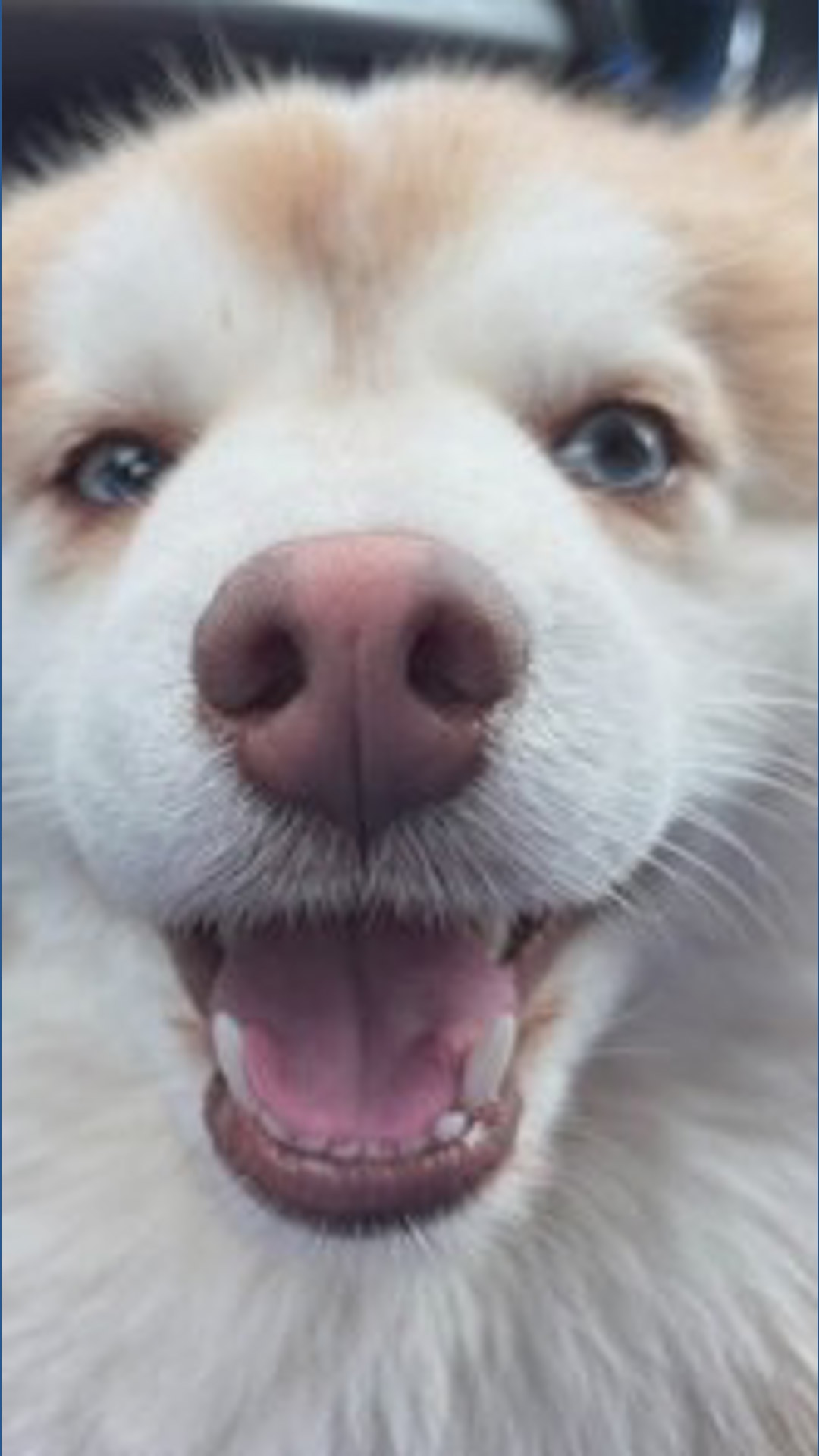 'Joyful reunion': Missing Akron dog Zeus reunited with owner after 7 ...