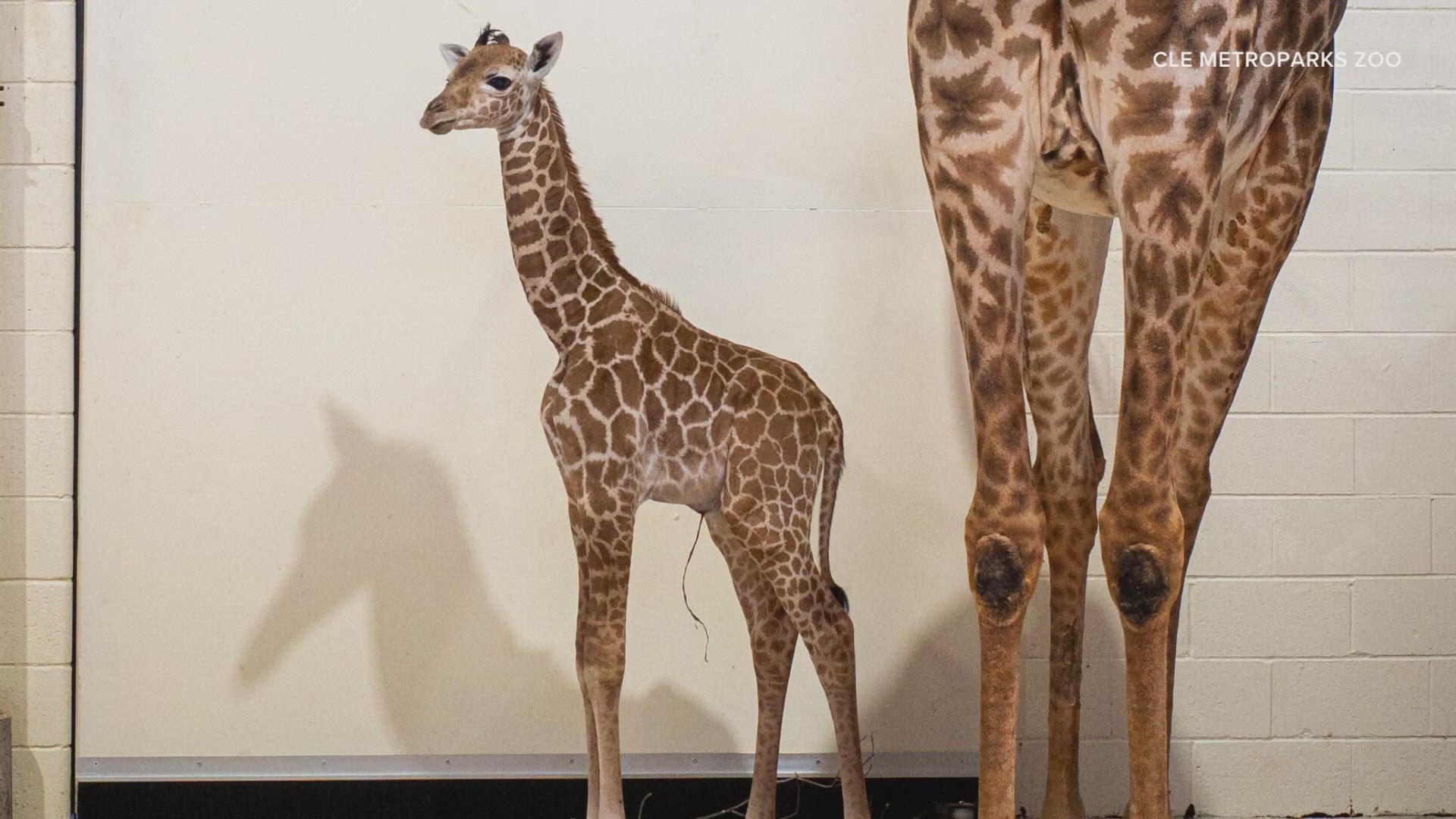 Cleveland Metroparks Zoo welcomes newborn giraffe | wkyc.com