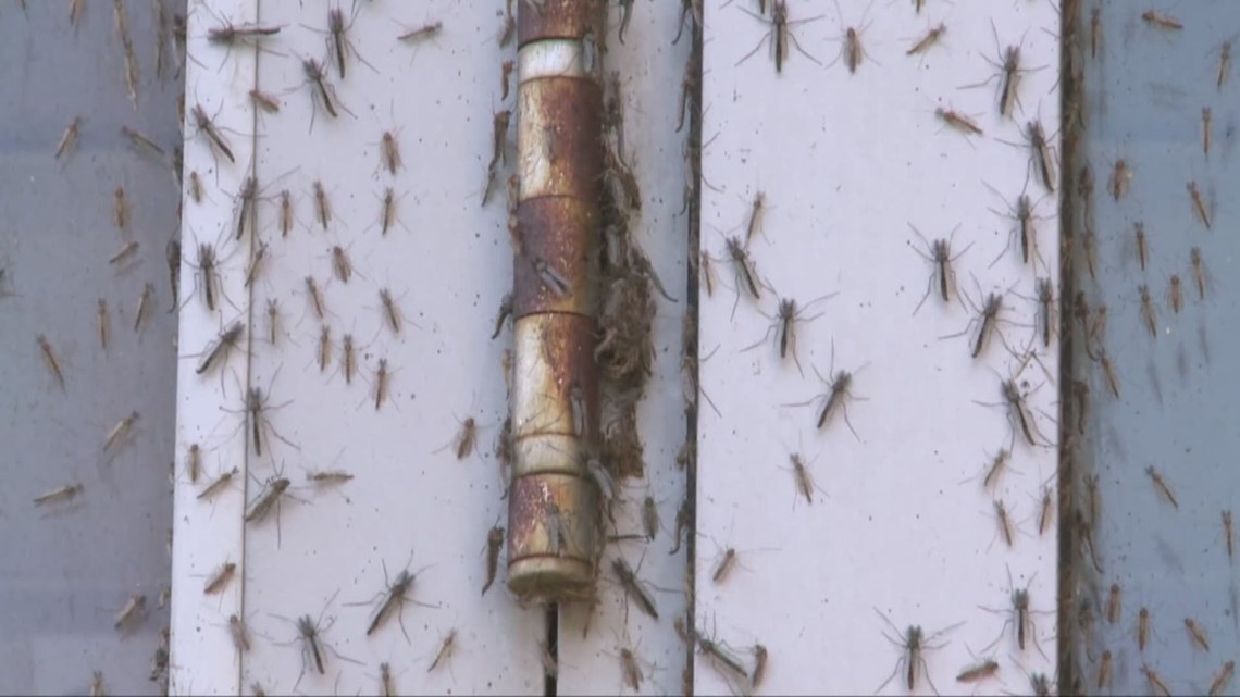 Midges return to plague Northeast Ohioans | wkyc.com