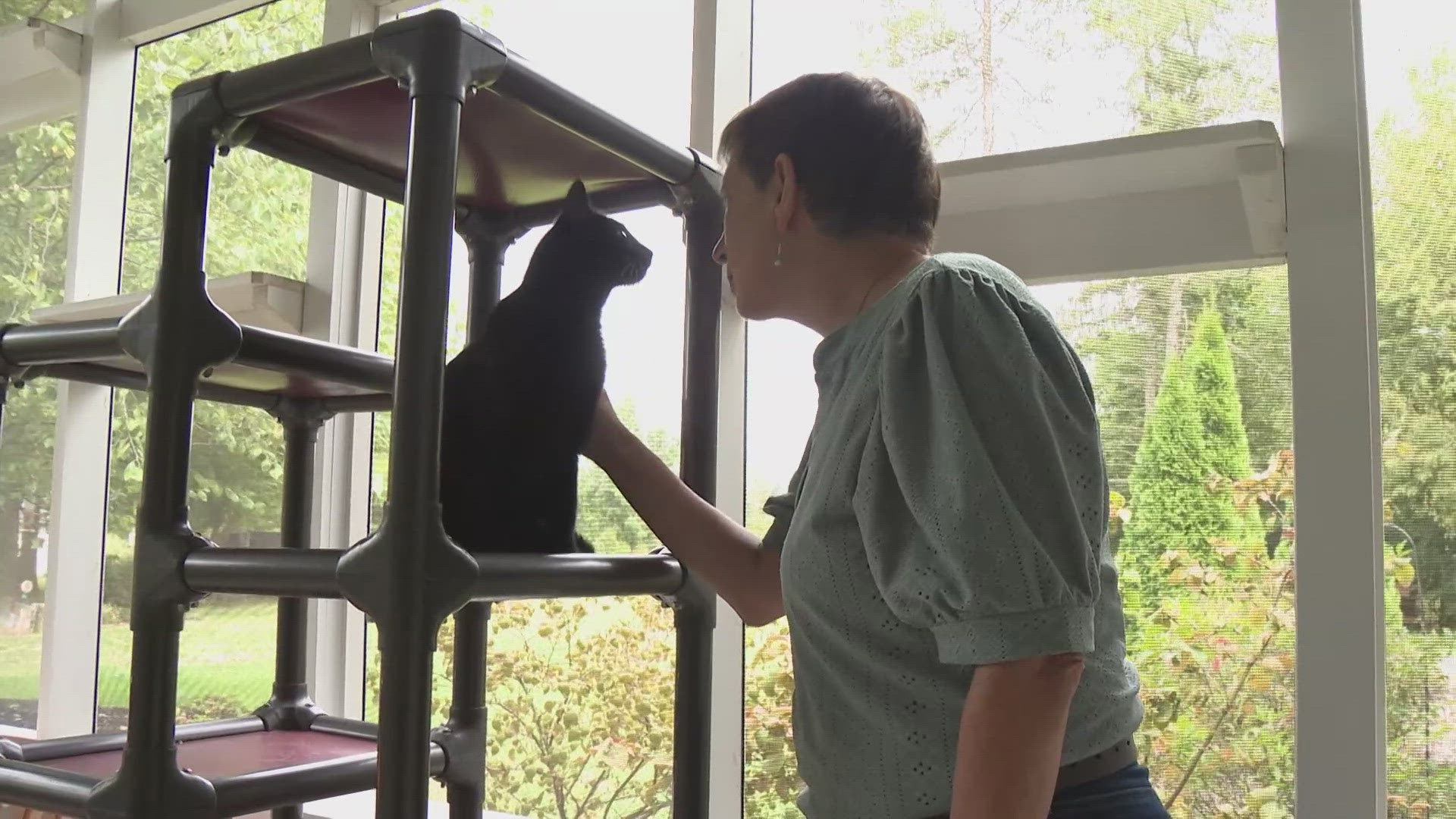 Cat survives deadly FIP thanks to medical breakthrough: Ready Pet GO ...