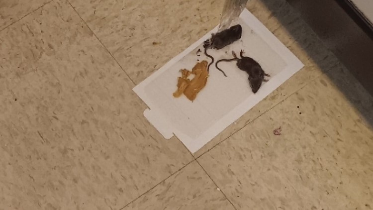 Warrensville Heights apartments become infested with mice, mold | wkyc.com