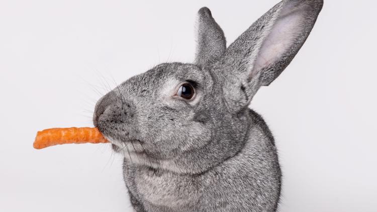 The story of animal photographer Greg Murray in Cleveland | wkyc.com