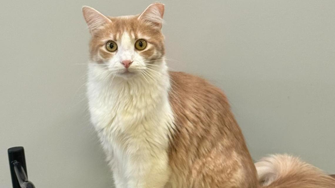 The impact of Whimsical Whiskers CatFae & Rescue in Akron | wkyc.com
