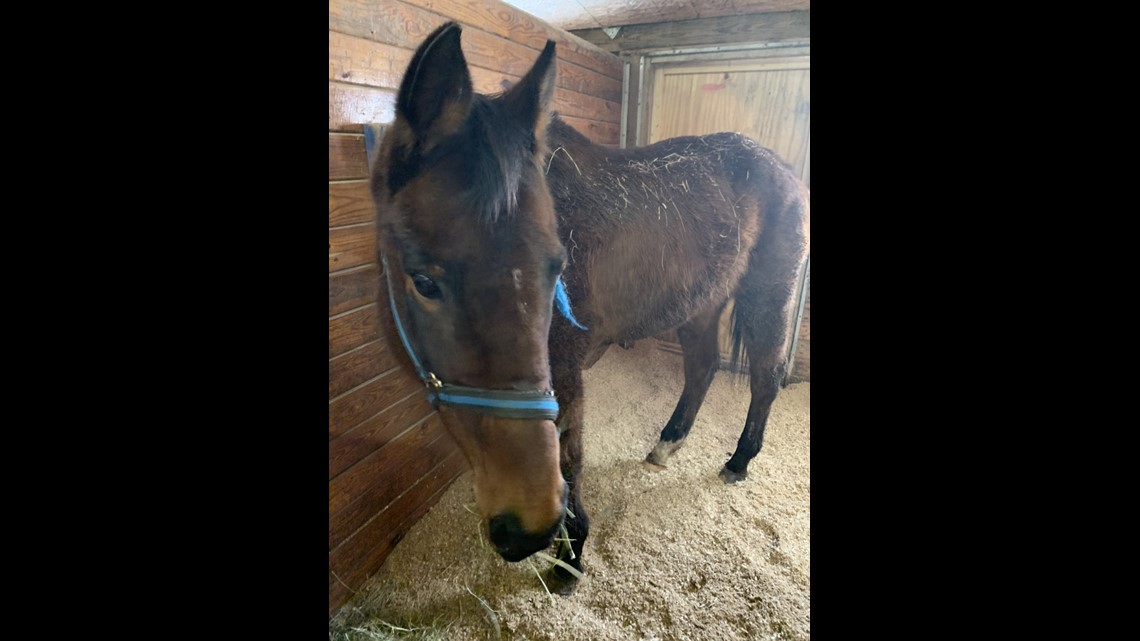 Lake County Humane Society rescues starving horses | wkyc.com