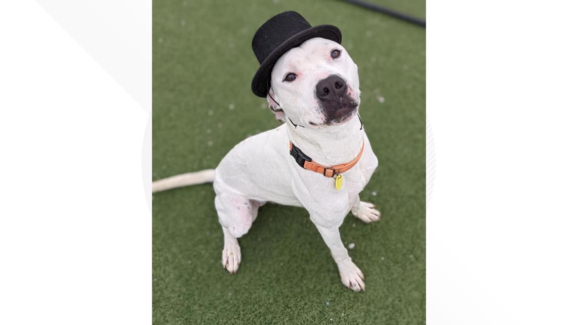 Cleveland Animal Control kennel is full | wkyc.com