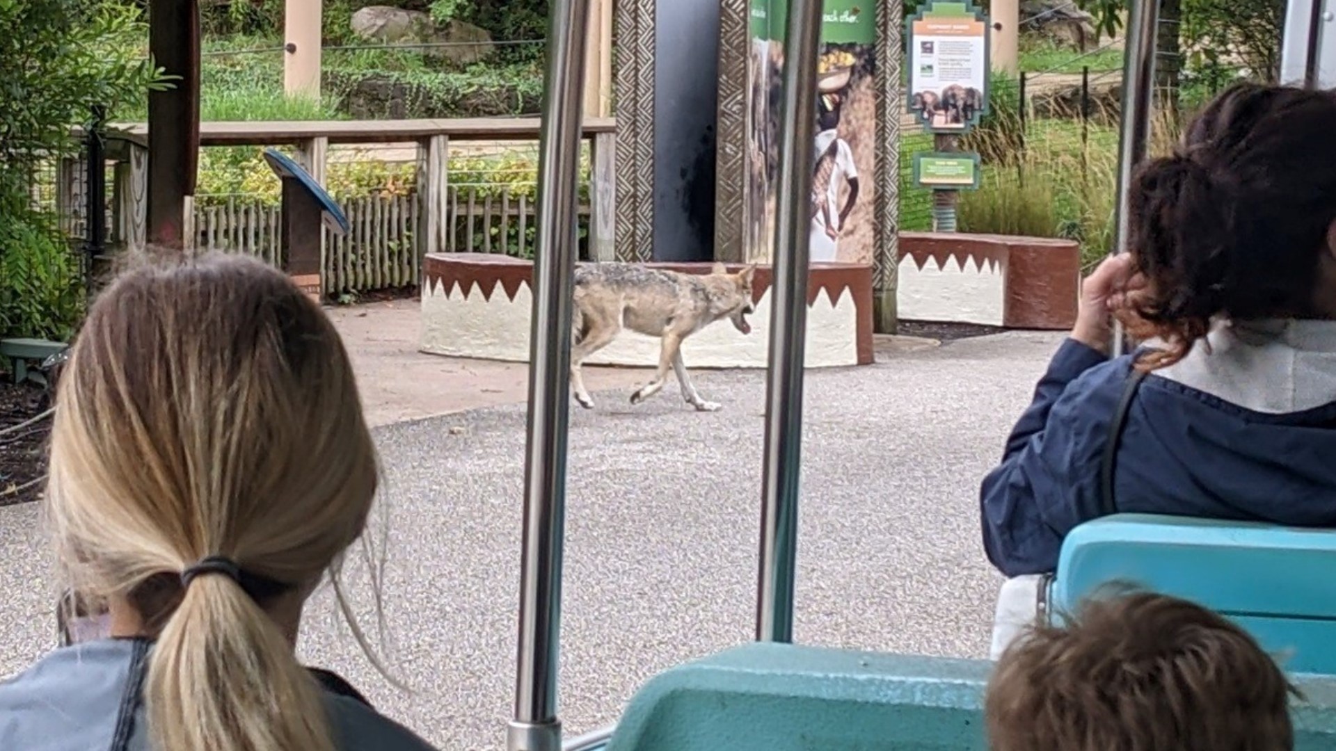 How did wolf get loose at Cleveland Zoo in Labor Day breach? | wkyc.com