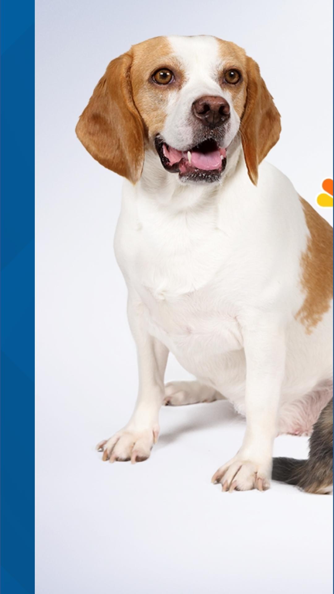 How to adopt a pet in Northeast Ohio during Clear The Shelters? | wkyc.com