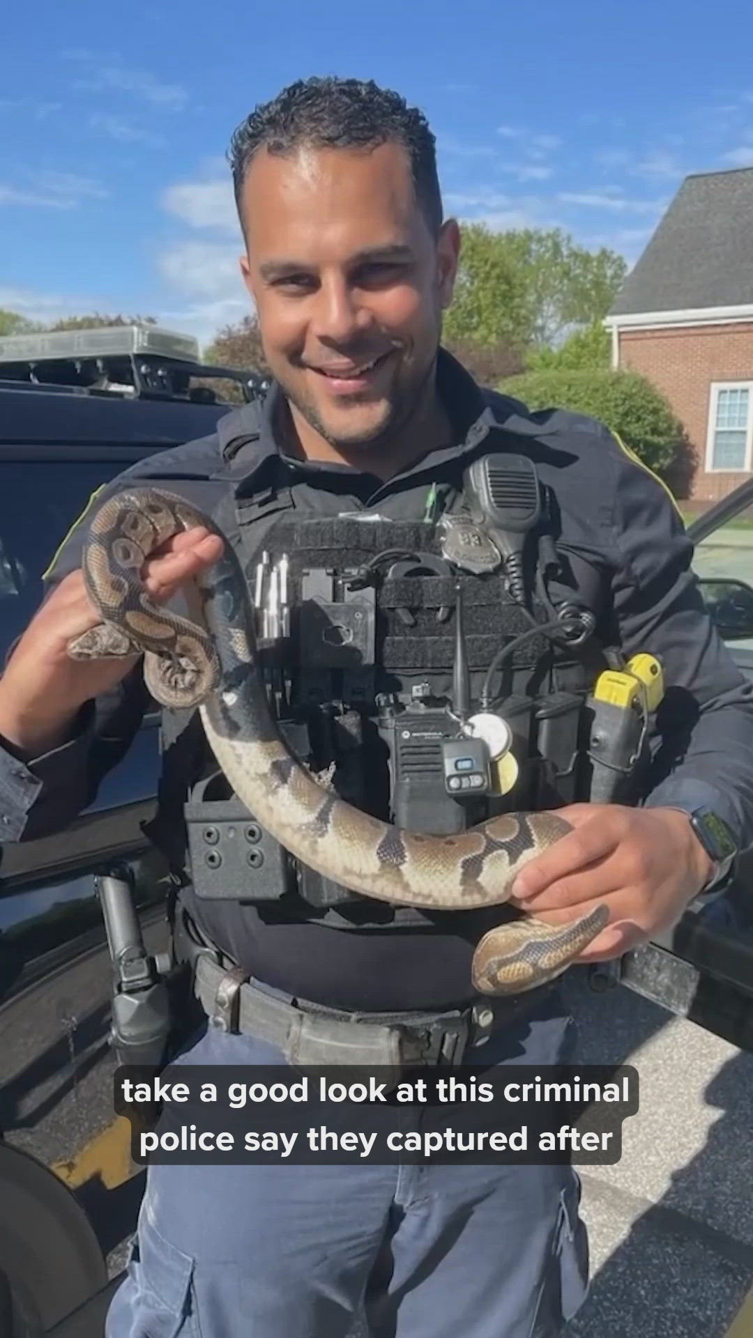 Westlake police capture ball python after receiving complaint of ...