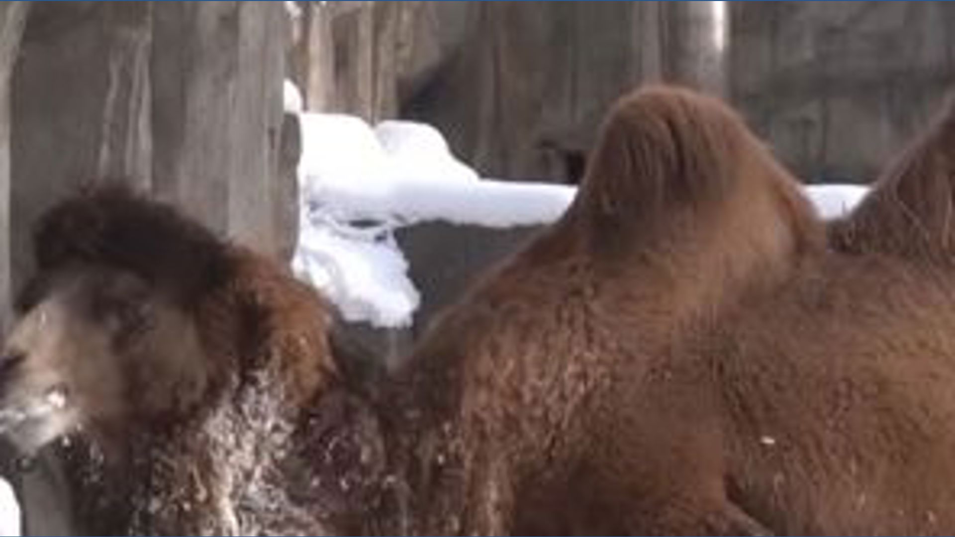 Camel relaxes in the snow at Milwaukee County Zoo | wkyc.com