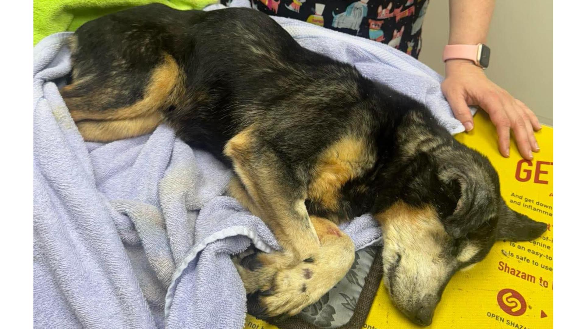 Dog dies after being left near dumpster at Lakeland Animal Clinic ...