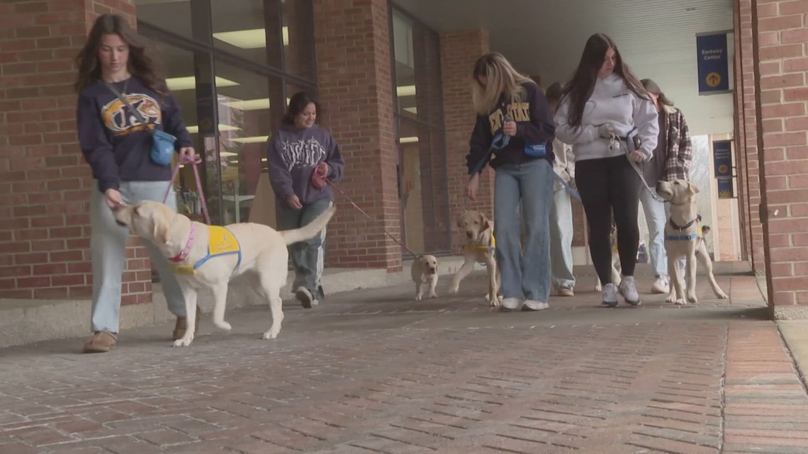 Kent State students raising future service dogs through new Collar ...