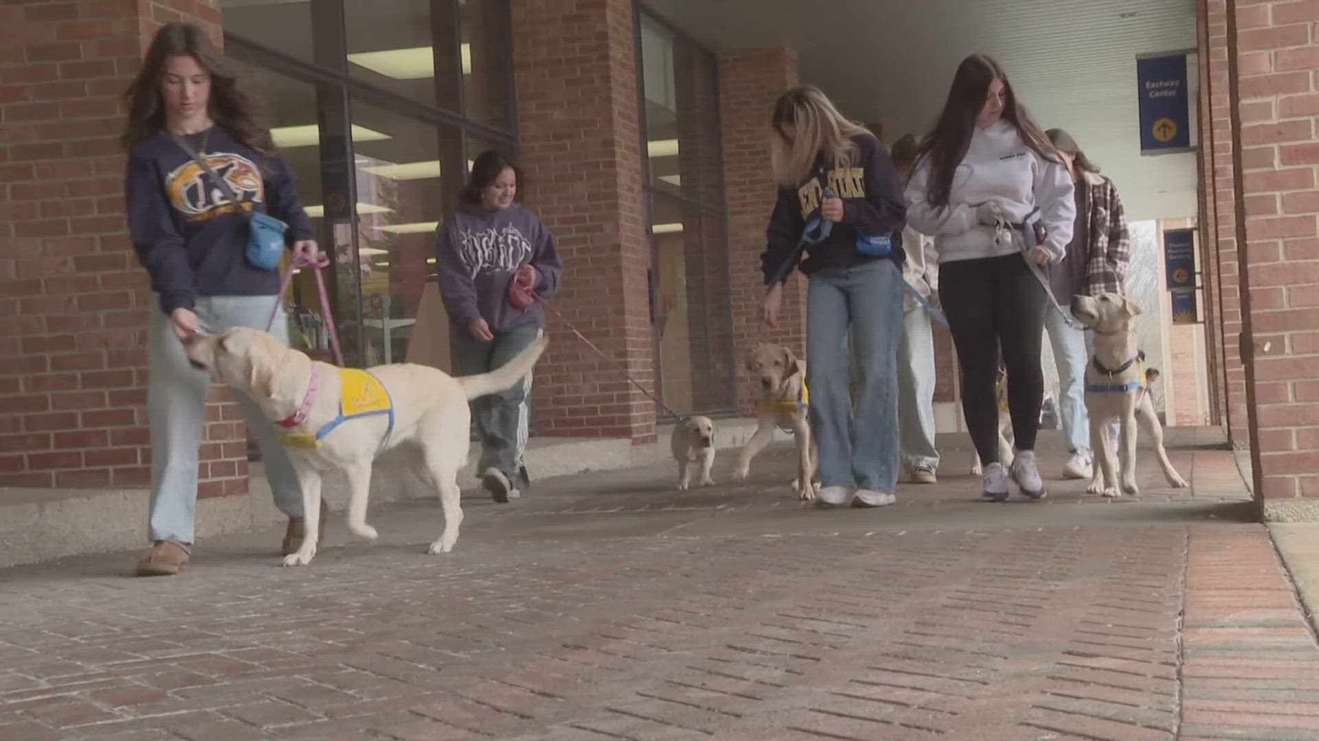 Kent State students raising future service dogs through new Collar ...
