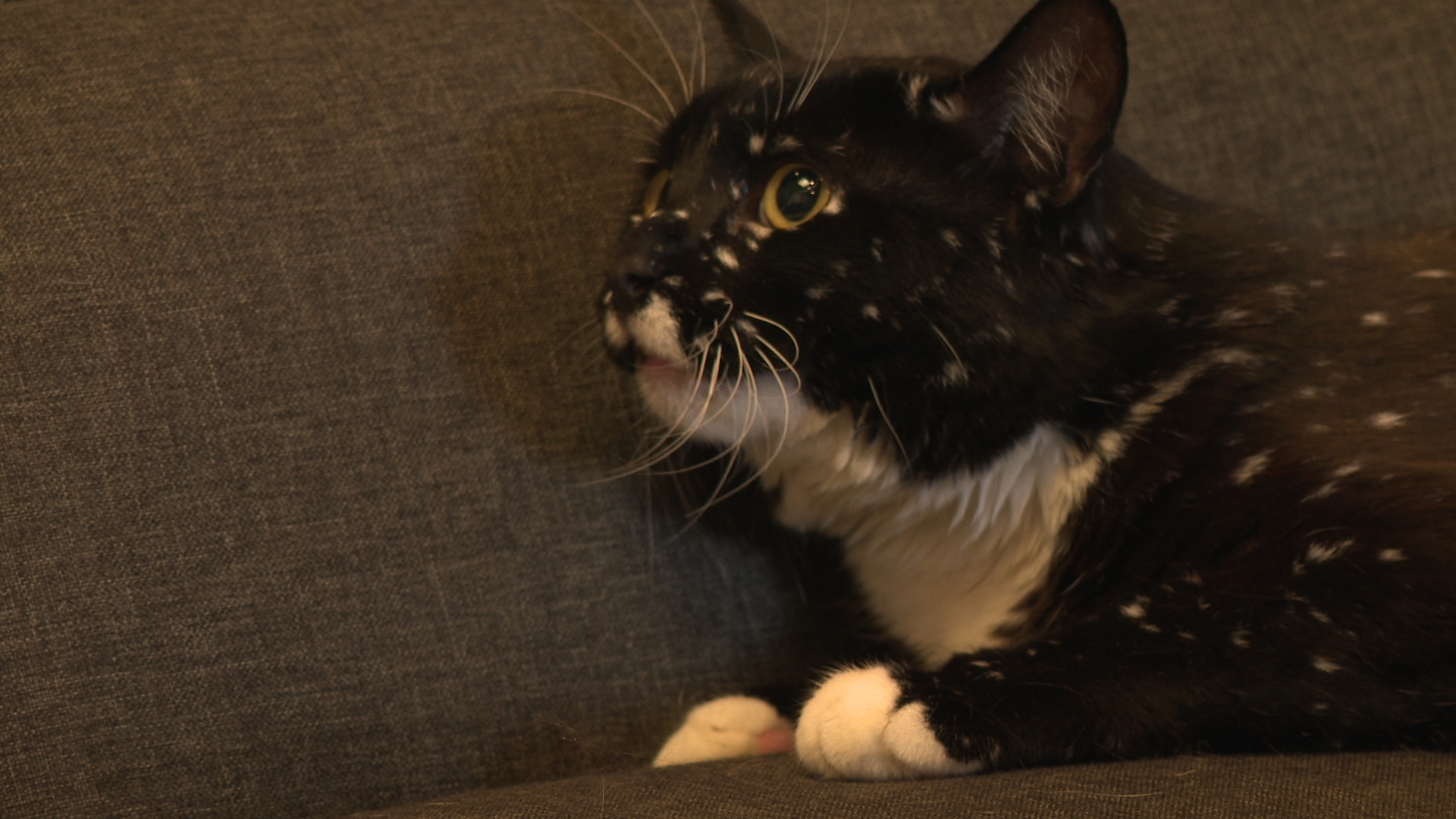 Pet photographer Greg Murray showcases Gatsby Galaxy Kitty for calendar ...