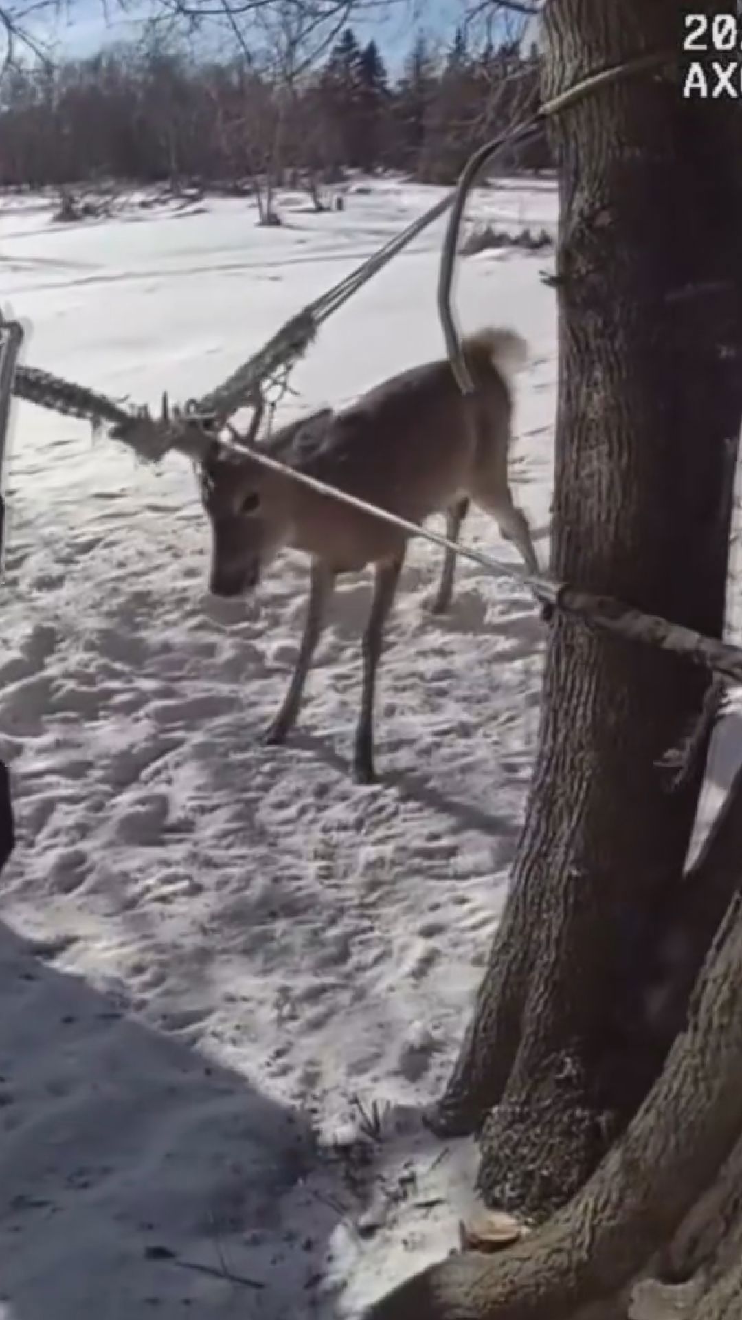 Deer with head stuck in hammock rescued by police in Minnesota | wkyc.com