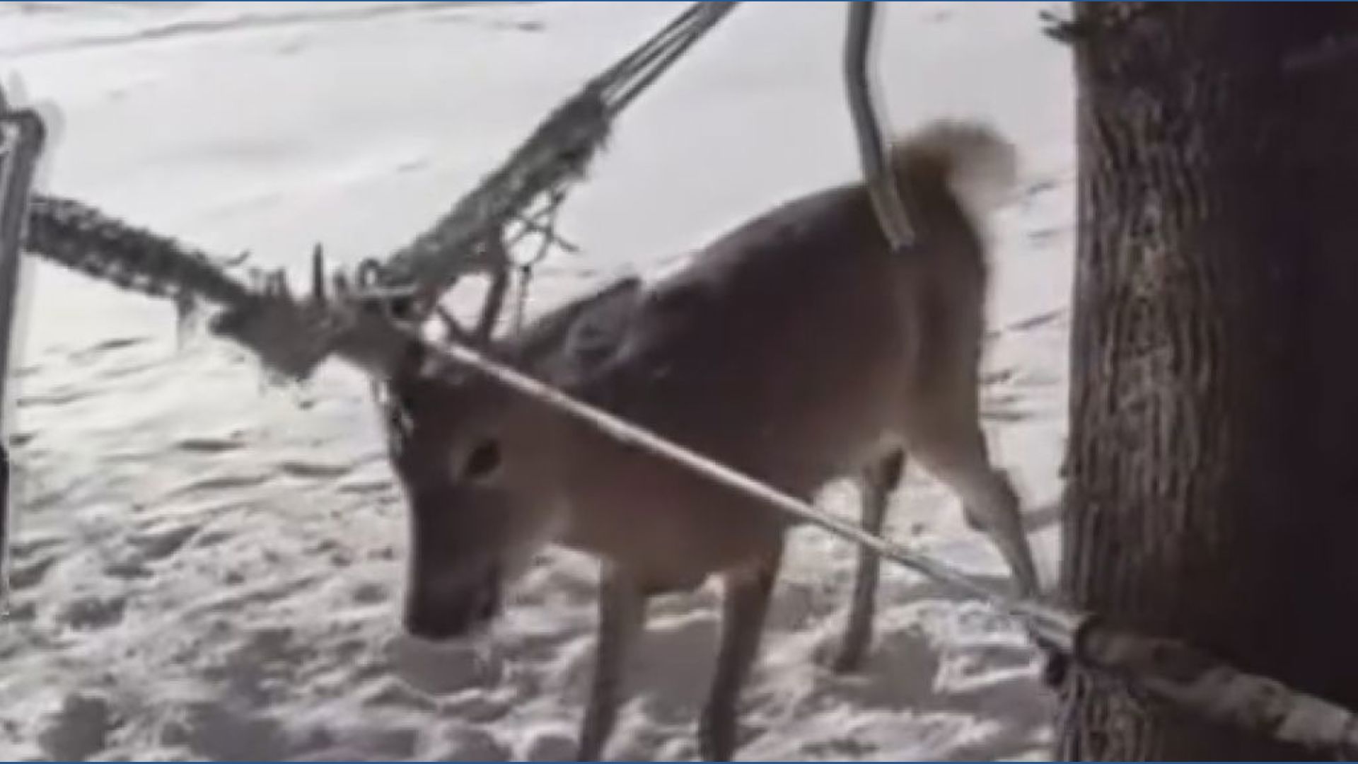Deer with head stuck in hammock rescued by police in Minnesota | wkyc.com