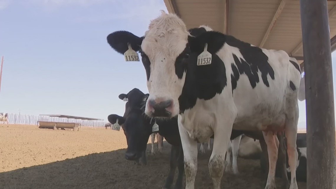 Dairy cows test positive for bird flu in 5 states | wkyc.com