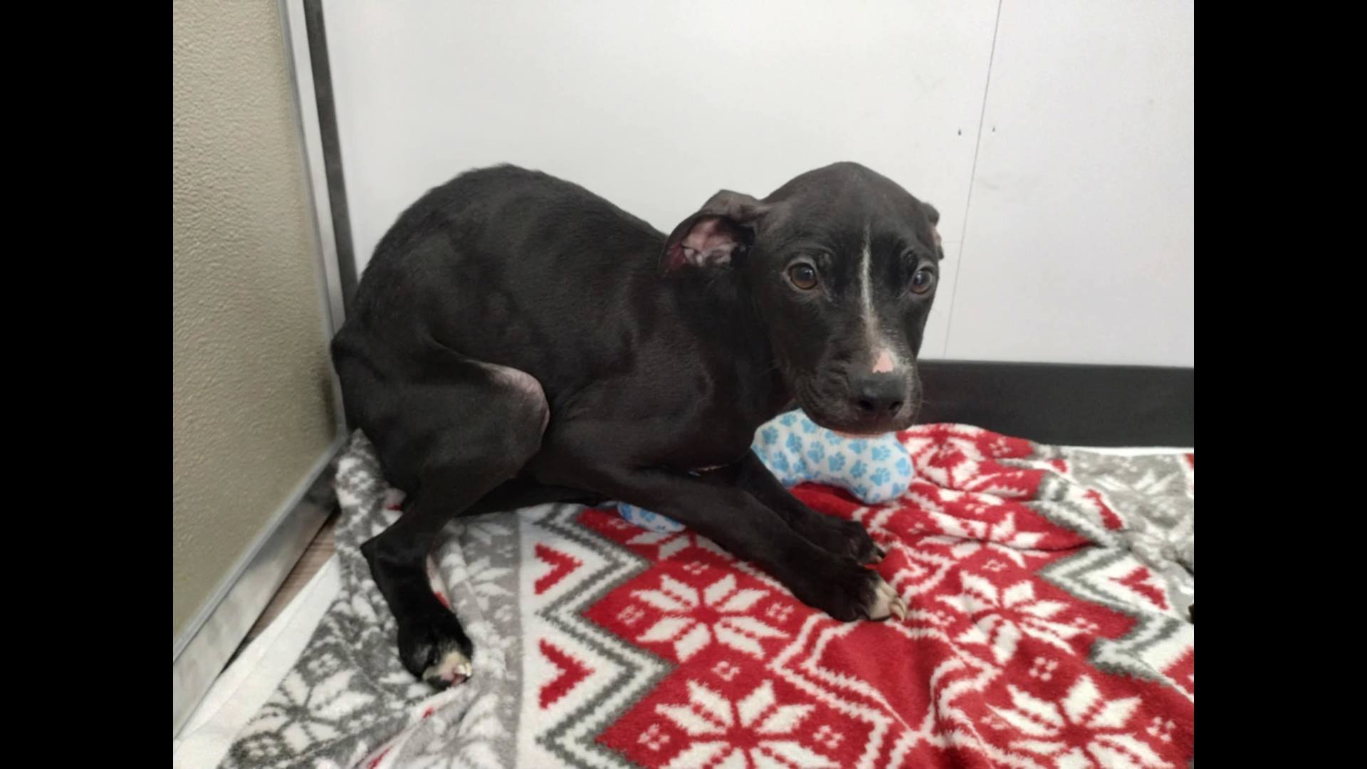 Friendship APL rescues 54 dogs from 'extremely unsanitary' conditions ...