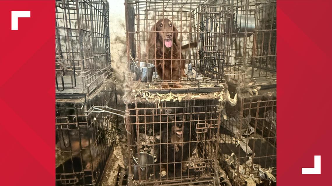 Friendship APL rescues 54 dogs from 'extremely unsanitary' conditions ...