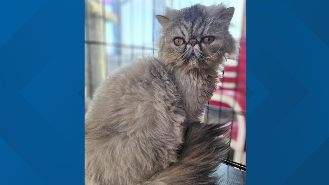 One Of A Kind Pet Rescue in Akron: Helping Persian cats and doodles ...