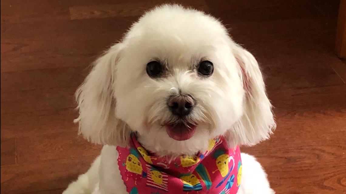 National Rescue Dog Day: Send us your photos | wkyc.com