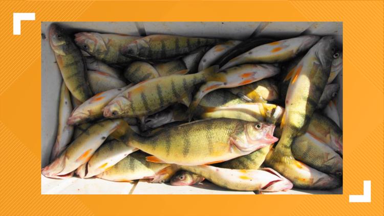 Lake Erie yellow perch suffer population crash, | wkyc.com