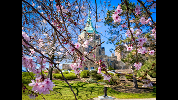 The best places to see cherry blossoms and daffodils in Cleveland ...