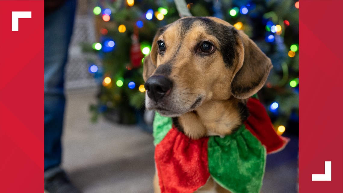 Lake Humane Society asking for donations, will match them | wkyc.com