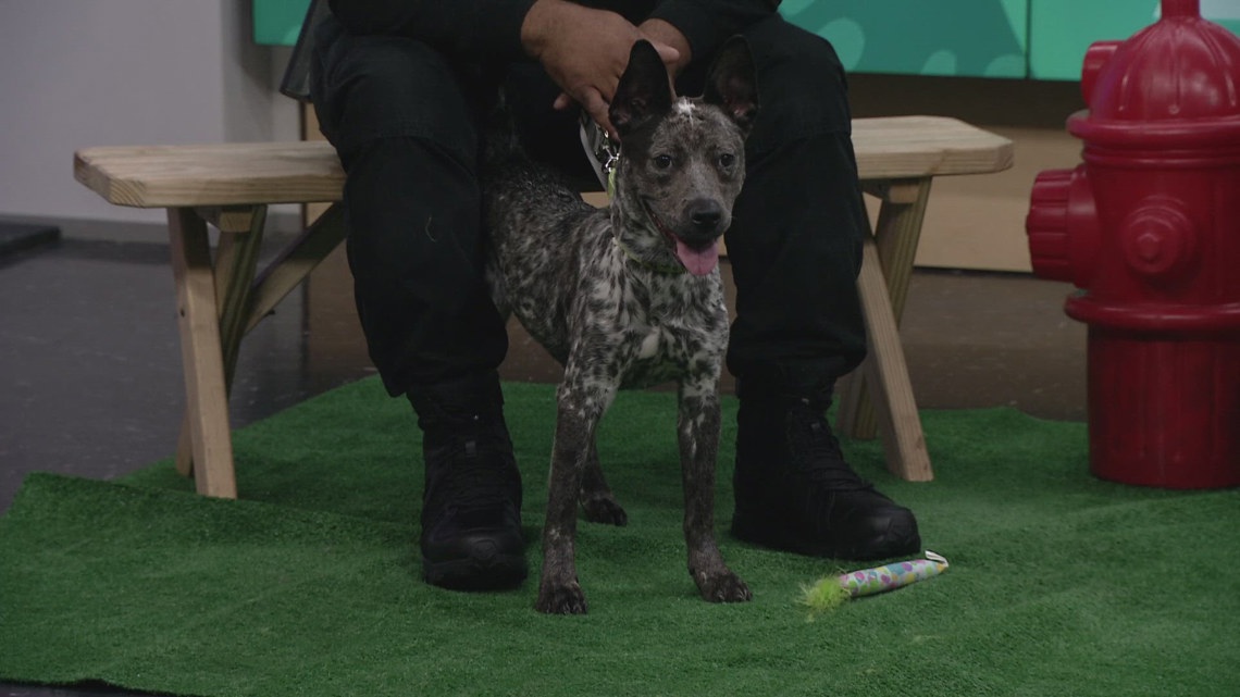 Ready Pet GO! Summit County Animal Control visits 3News with Lazuli ...