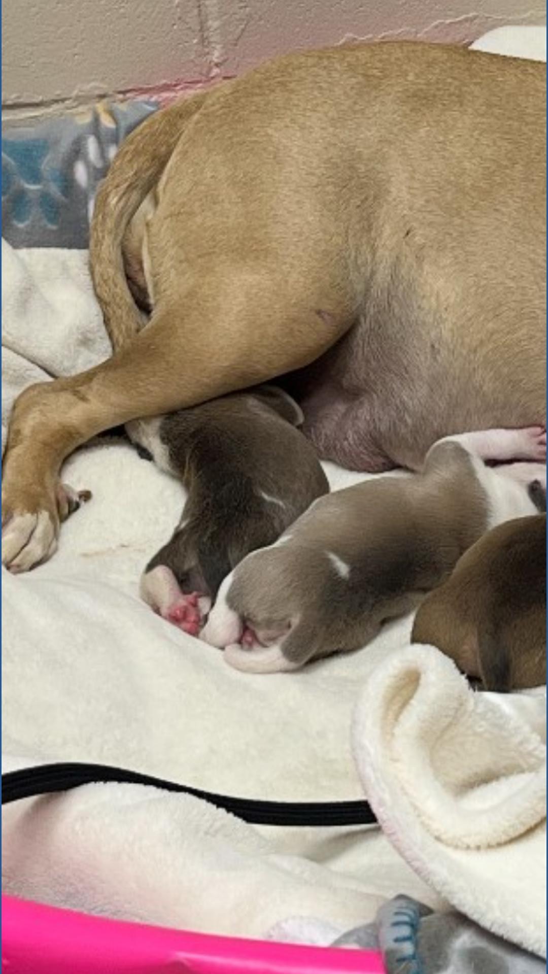 Lake Humane Society hopes to find Mama Sage a home in time for the ...