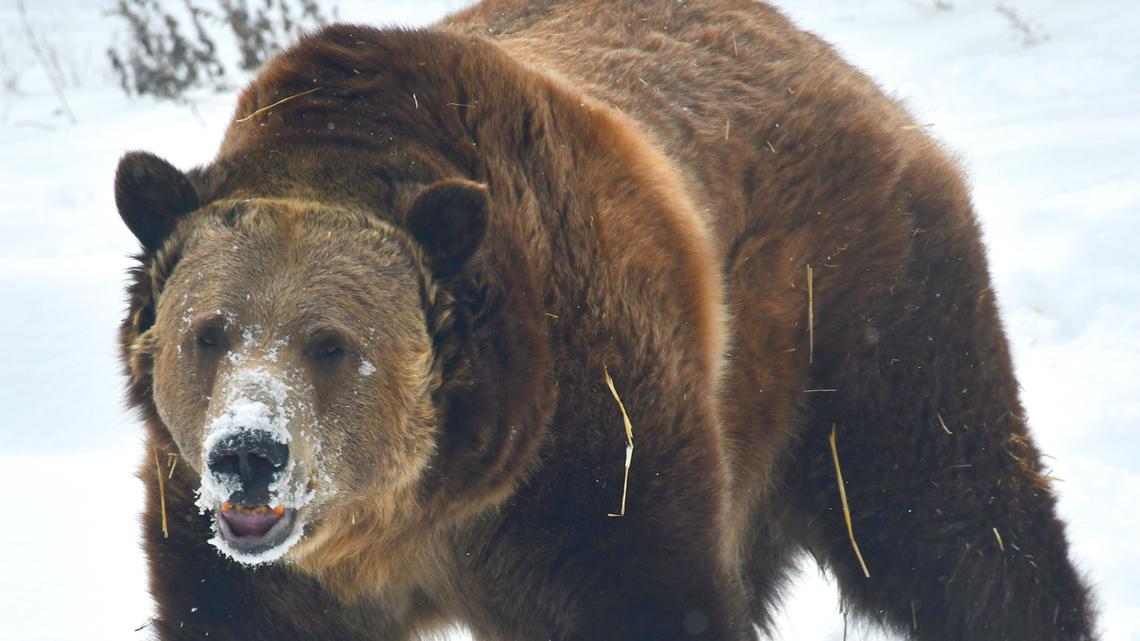 Akron Zoo closed Tuesday and Wednesday 'due to extreme temperatures ...