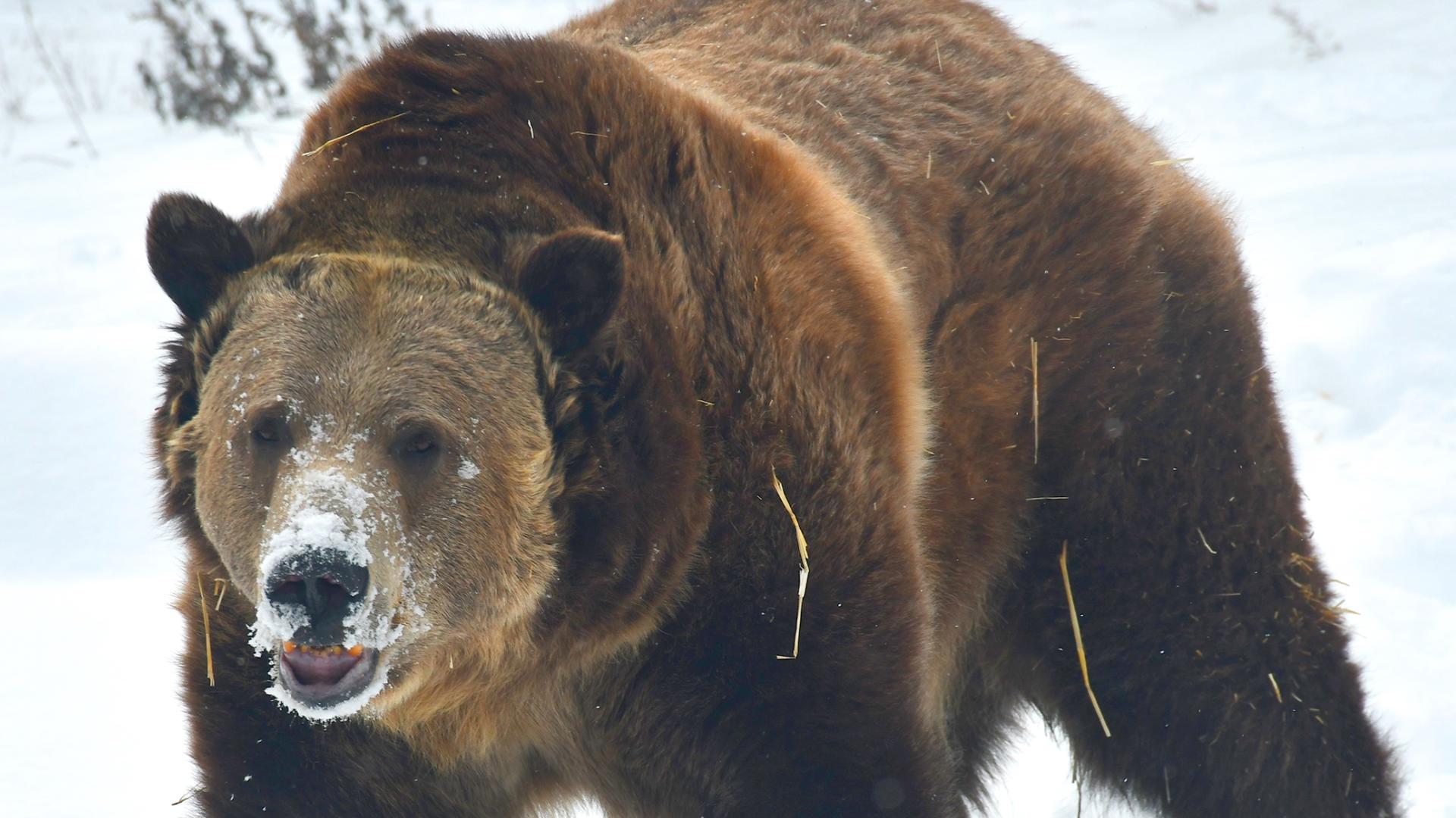 Akron Zoo closed Tuesday and Wednesday 'due to extreme temperatures ...