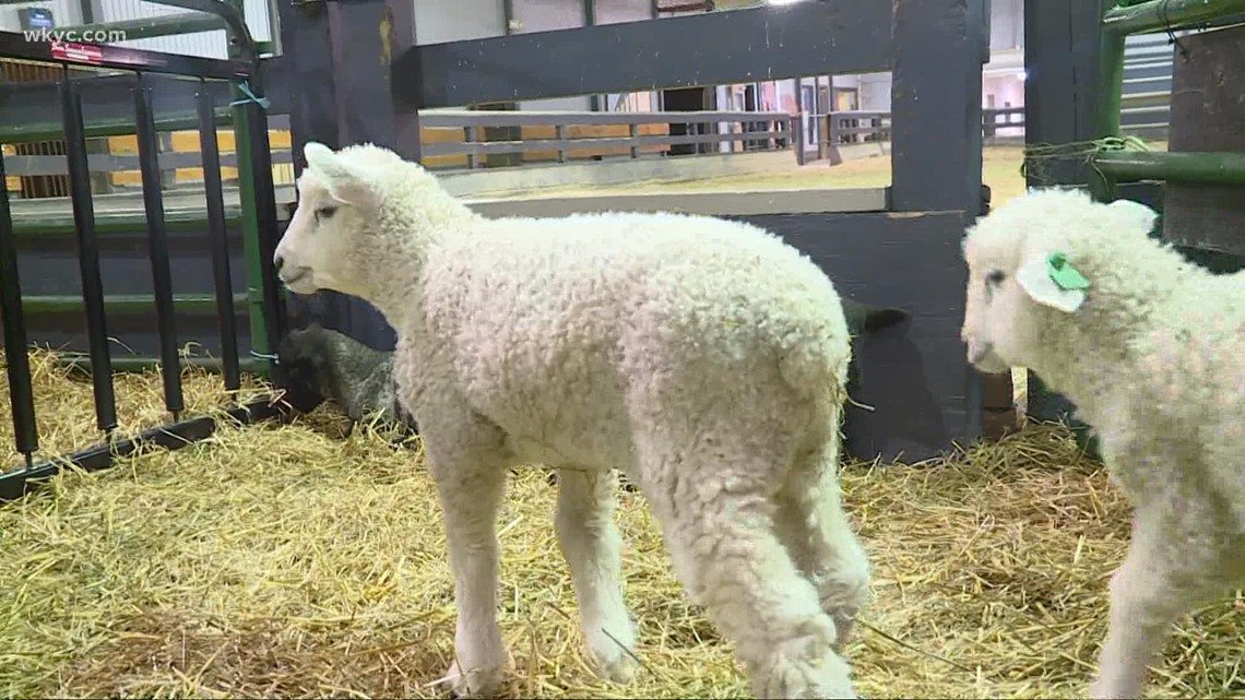 Baby boom at Lake Metroparks Farmpark! | wkyc.com