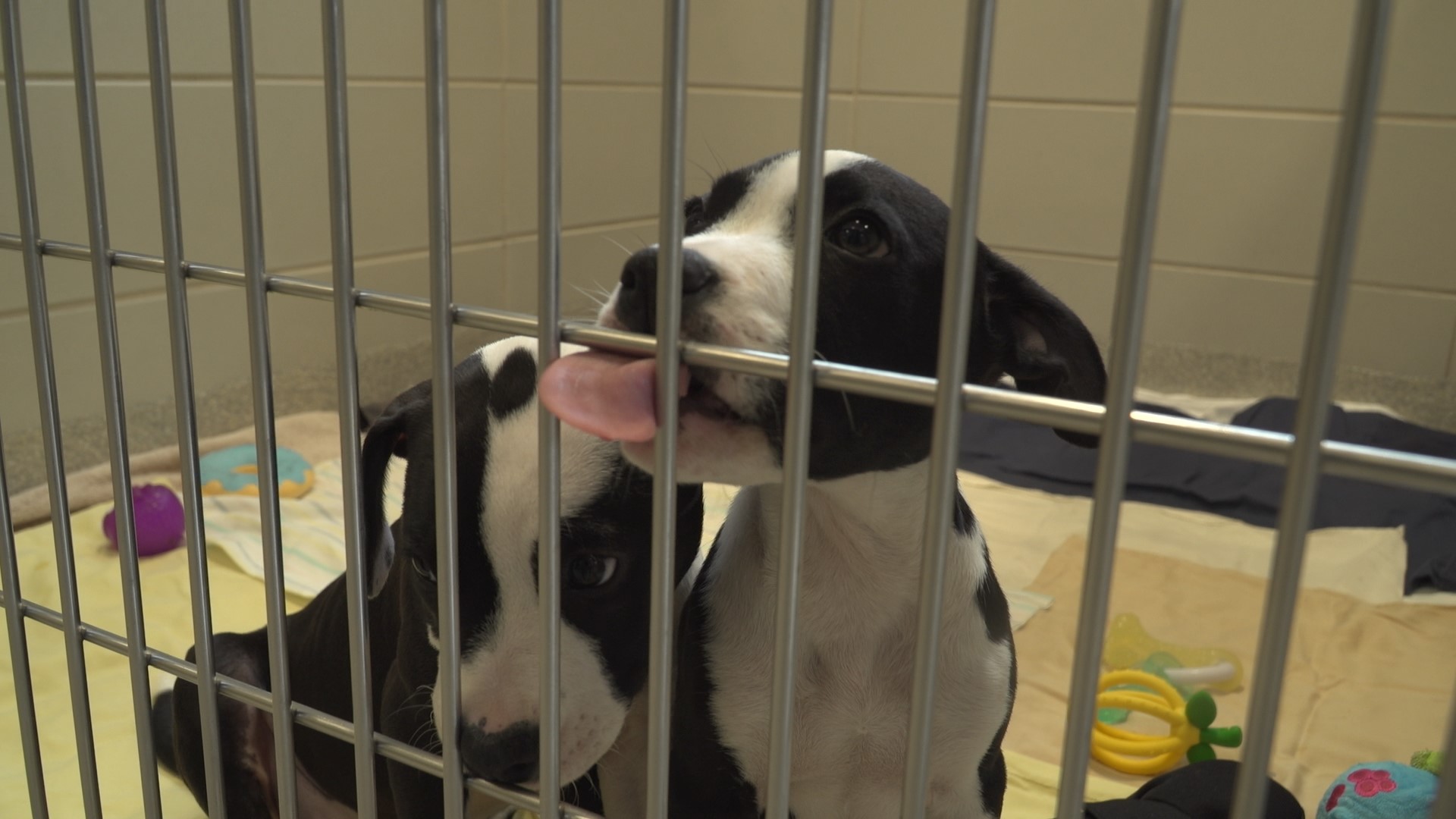 NE Ohio shelters lean on volunteers to take pets temporarily | wkyc.com