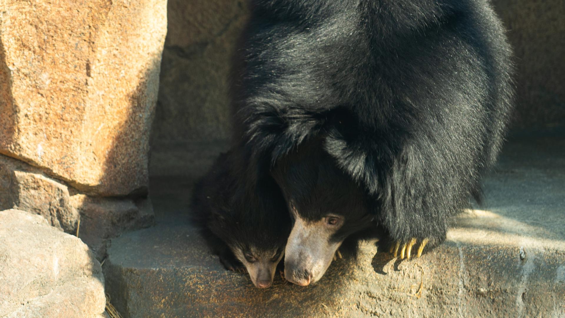 Cleveland Metroparks Zoo reveals name of sloth bear cub | wkyc.com