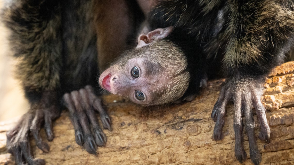 Cleveland Metroarks Zoo welcome baby white-faced saki monkey | wkyc.com