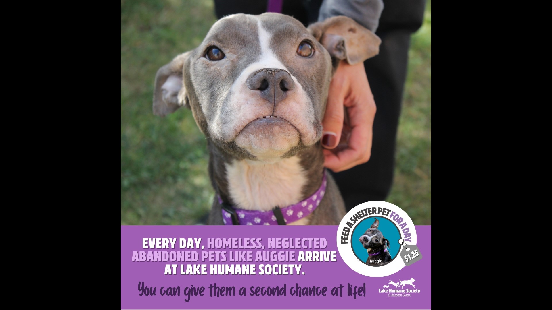 Lake Humane Society seeking donations to help feed pets | wkyc.com