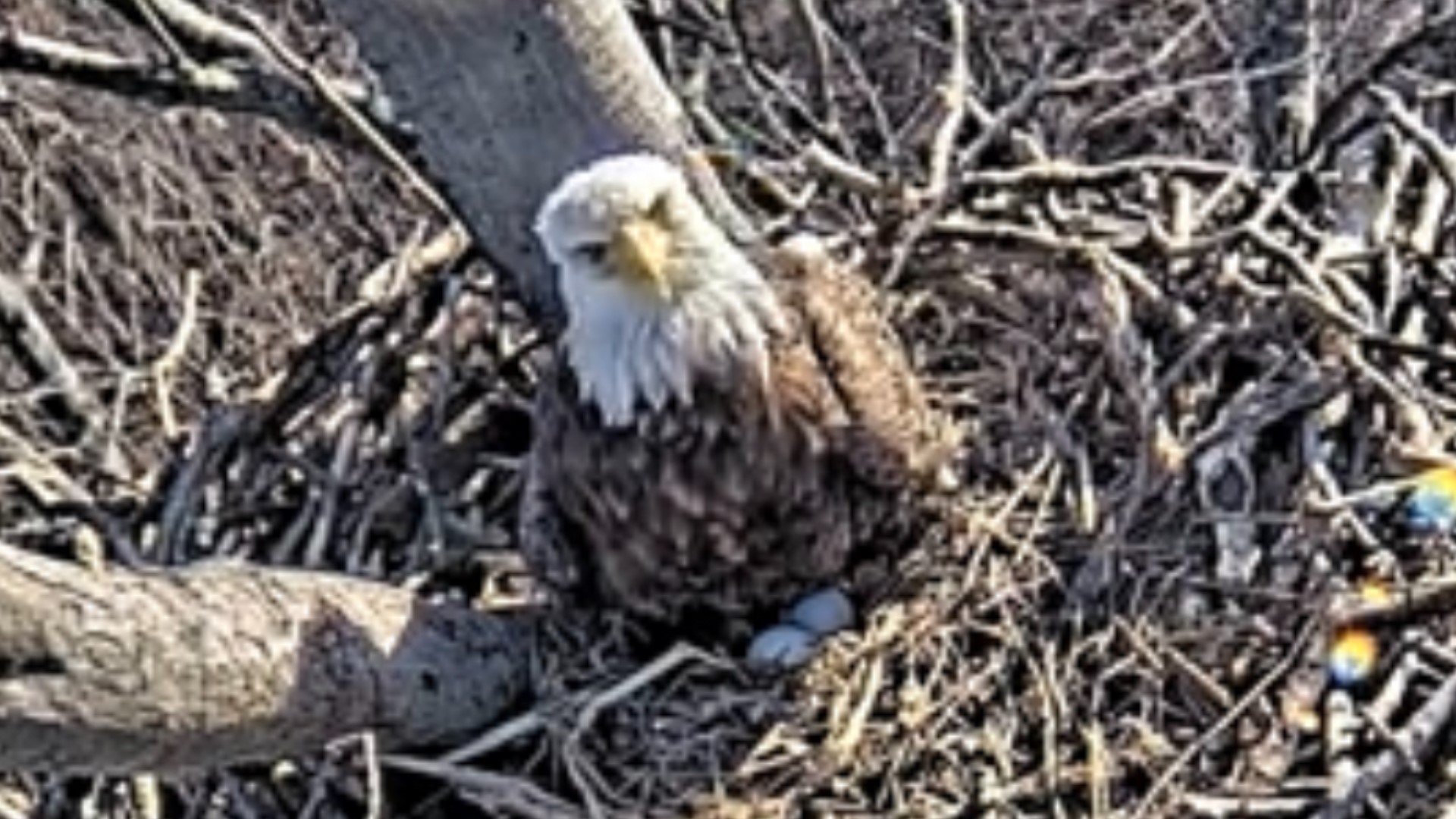 Bald eagle egg spotted in nest at Avon Lake elementary school | wkyc.com