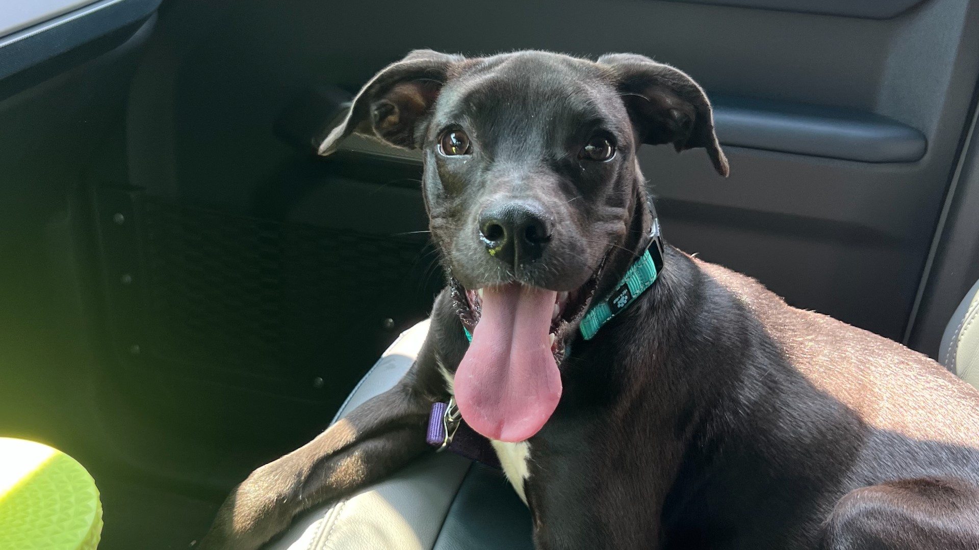 Saving Luna: A Clear The Shelters happy tail! | wkyc.com