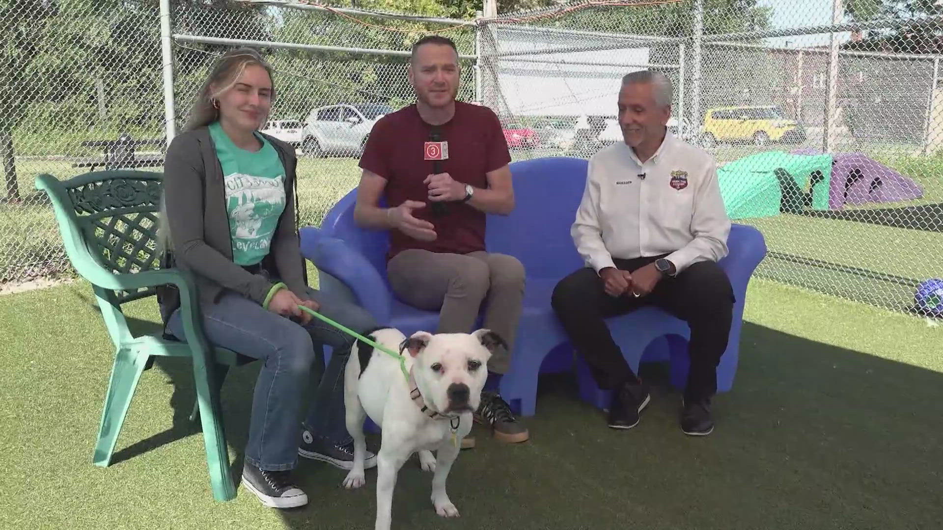 How to adopt a pet in Northeast Ohio during Clear The Shelters? | wkyc.com