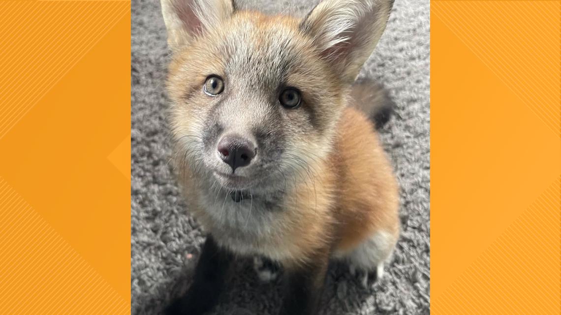 Medina fox named Stinky up for America's Favorite Pet | wkyc.com